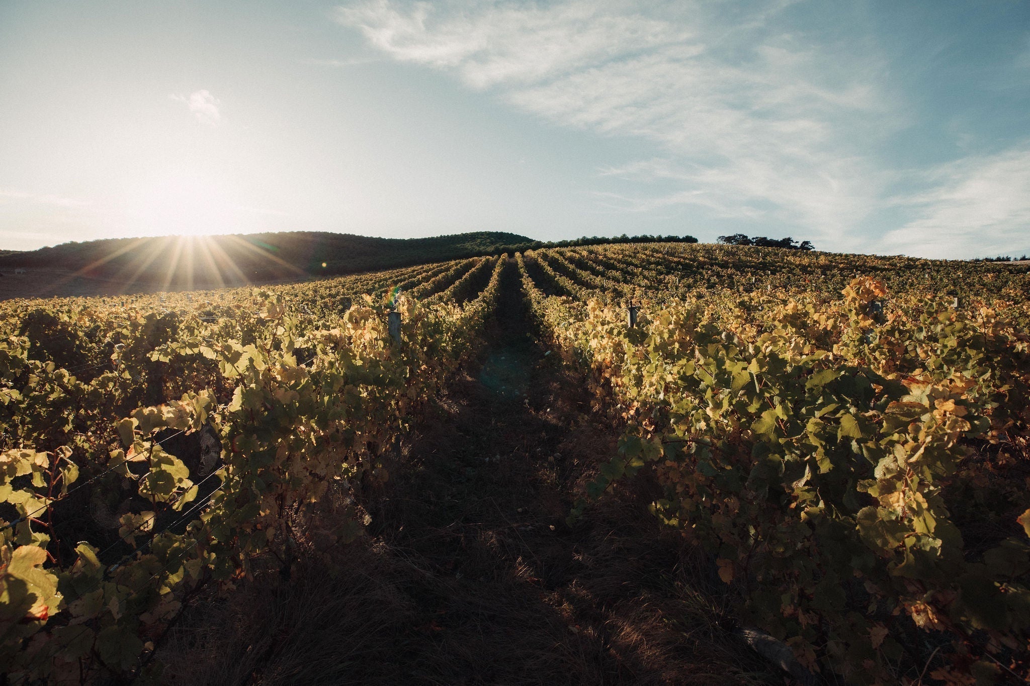 Recent International Media Coverage to Celebrate – Blank Canvas Wines